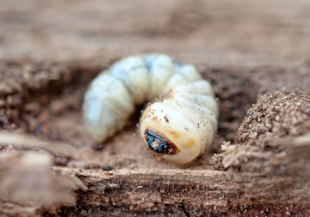 Tarli del legno: prevenzione e trattamenti naturali